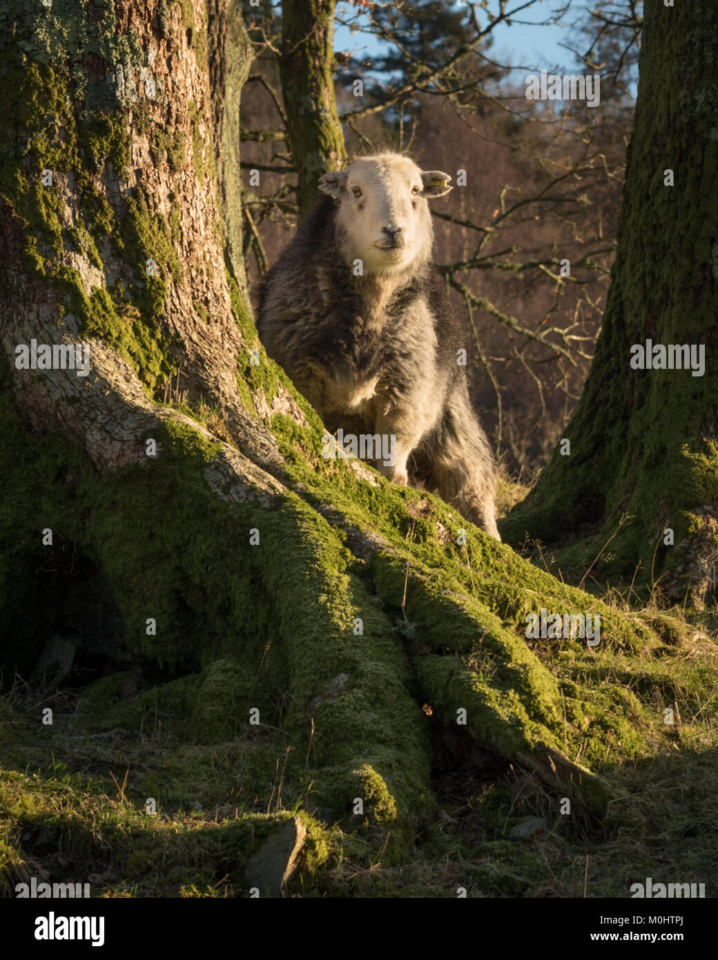 Stood staring hi-res stock photography and images - Alamy