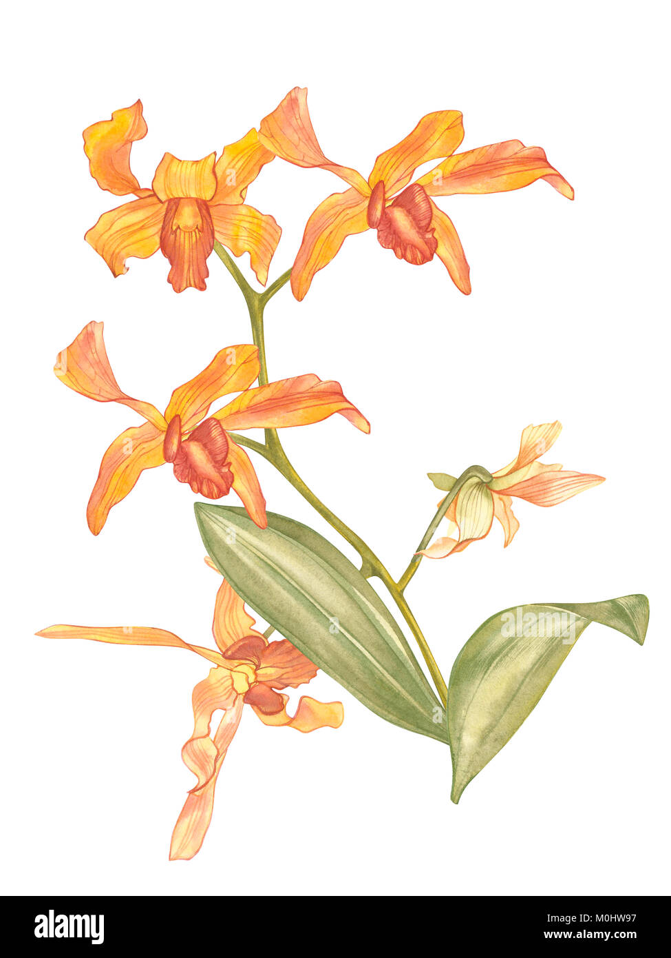 Singapore Flower, Illustration of Saleha Flowers. The National Flower ...