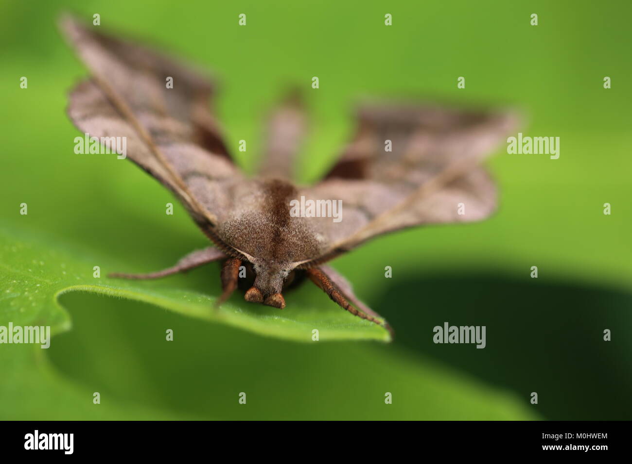 Walnut Sphinx Moth - Amorpha juglandis Stock Photo - Alamy