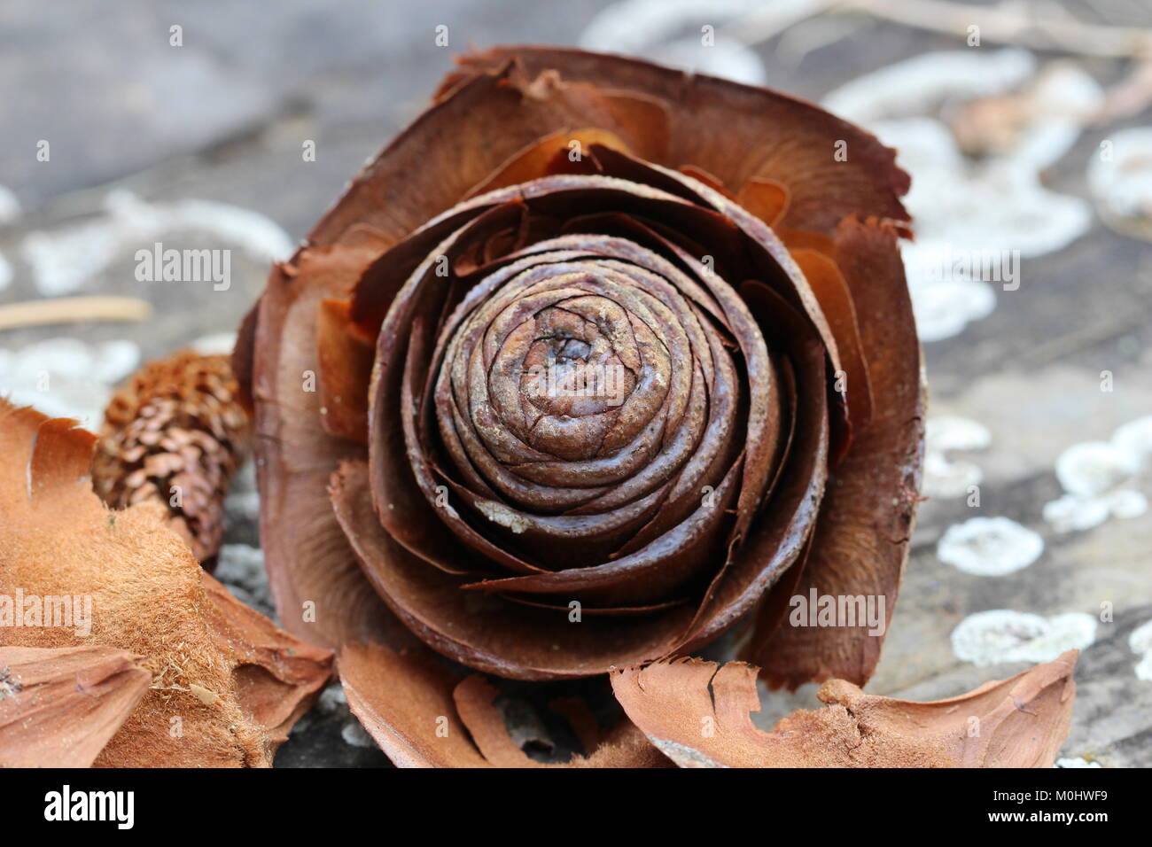 Wooden rose - seed cone of the Deodar Cedar Stock Photo - Alamy