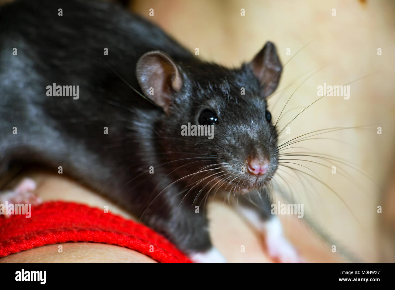 Domestic hand-held rat sitting on hands Stock Photo - Alamy