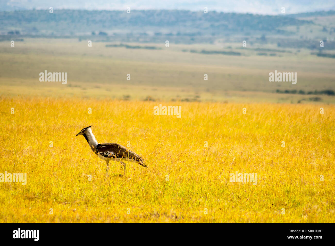 Secretary Bird or Secretary Bird (Sagittarius snake) in the savannah of ...
