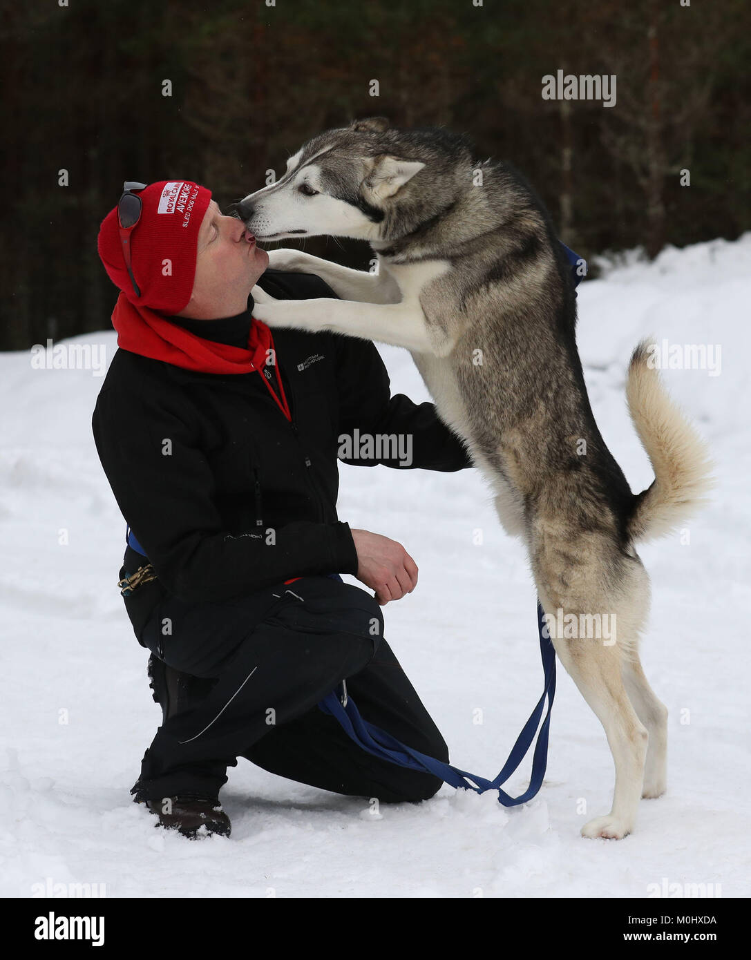 Musher Richard Morgan with his husky during a training session at ...