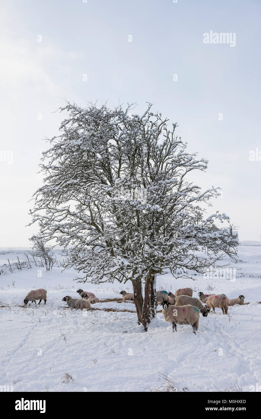 Sheltering under tree hi-res stock photography and images - Alamy
