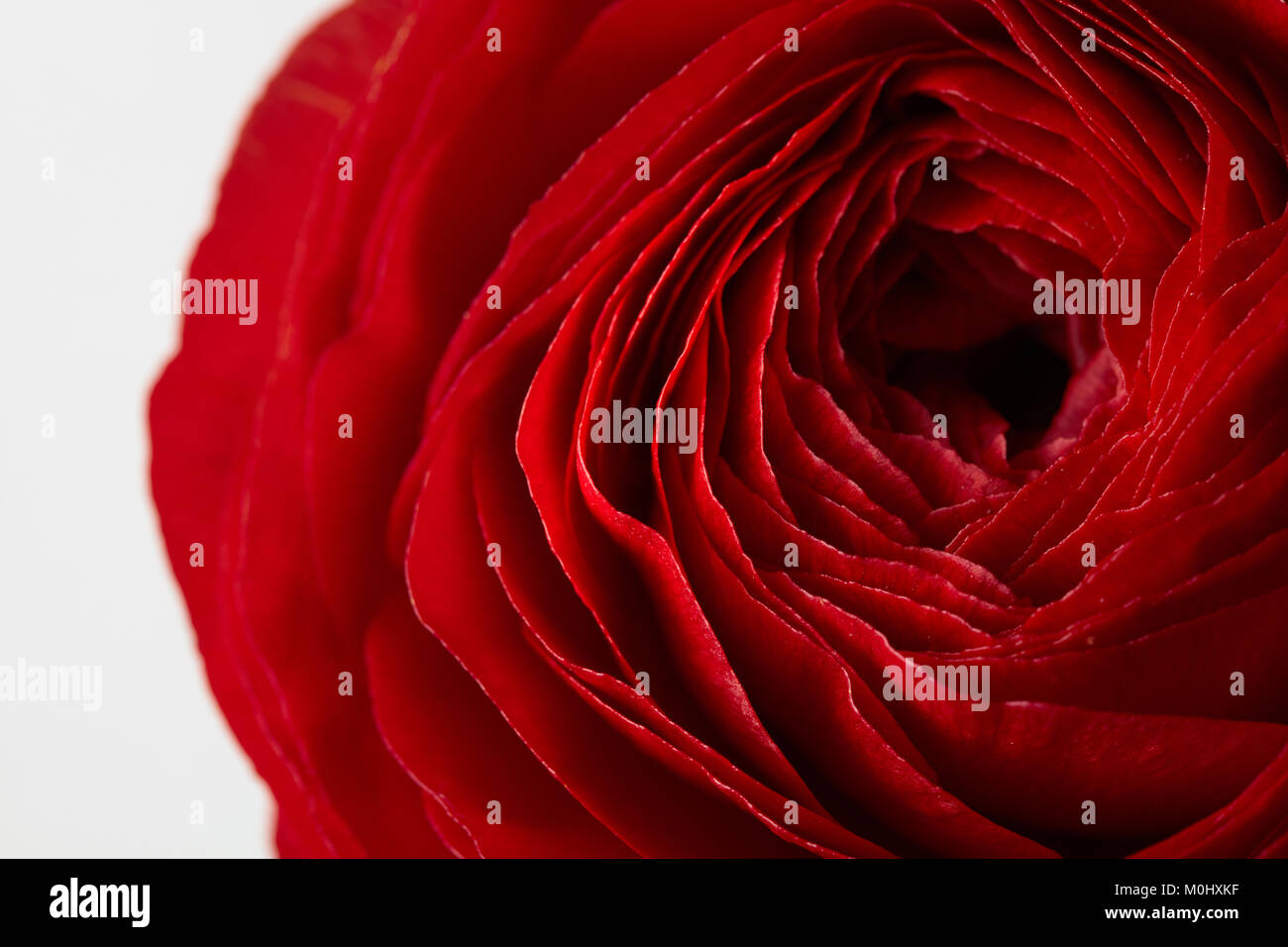 close-up of a red rose flower Stock Photo - Alamy