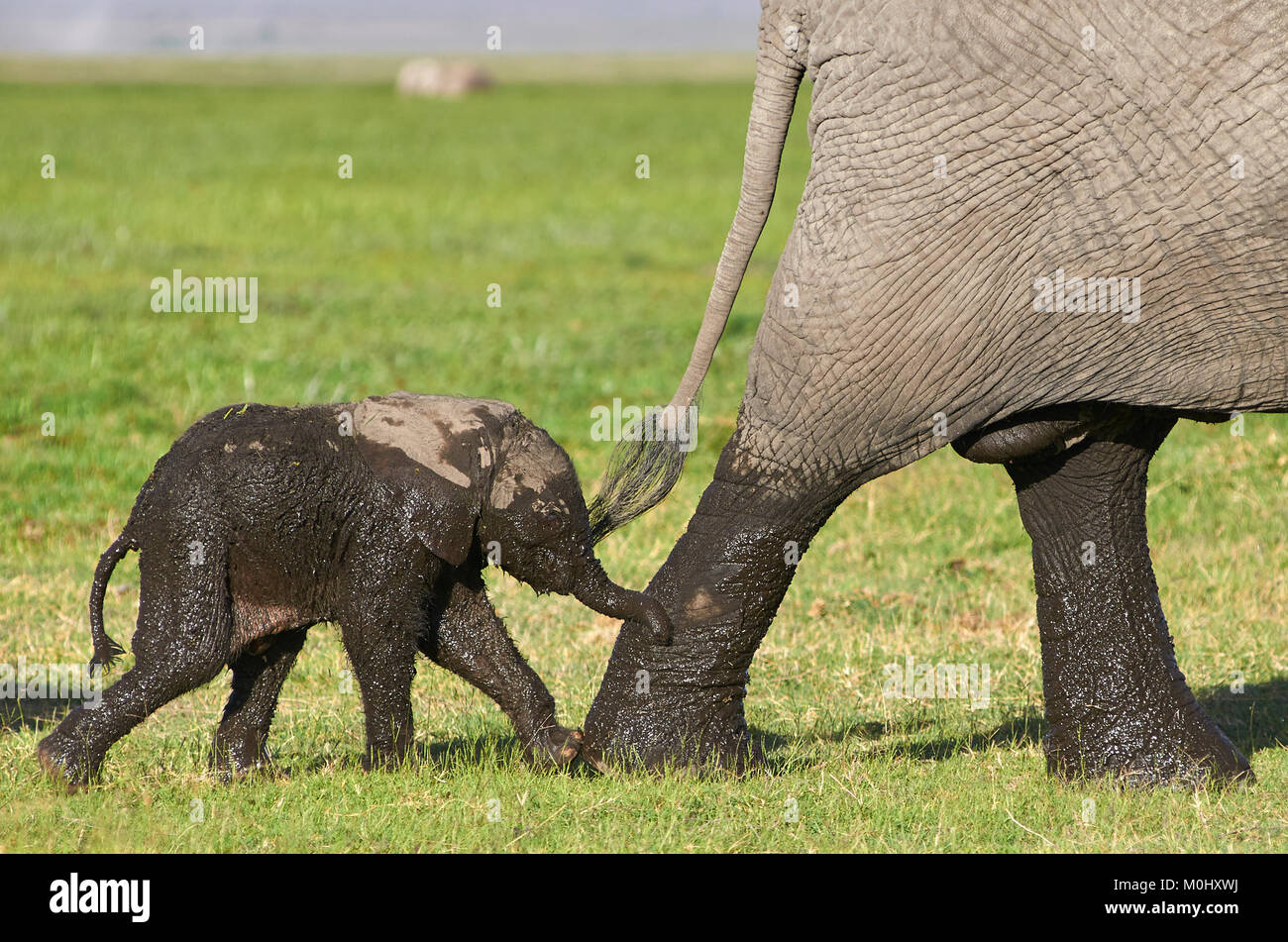 Day old elephant (Loxodonta africana) calf struggling to keep up with ...