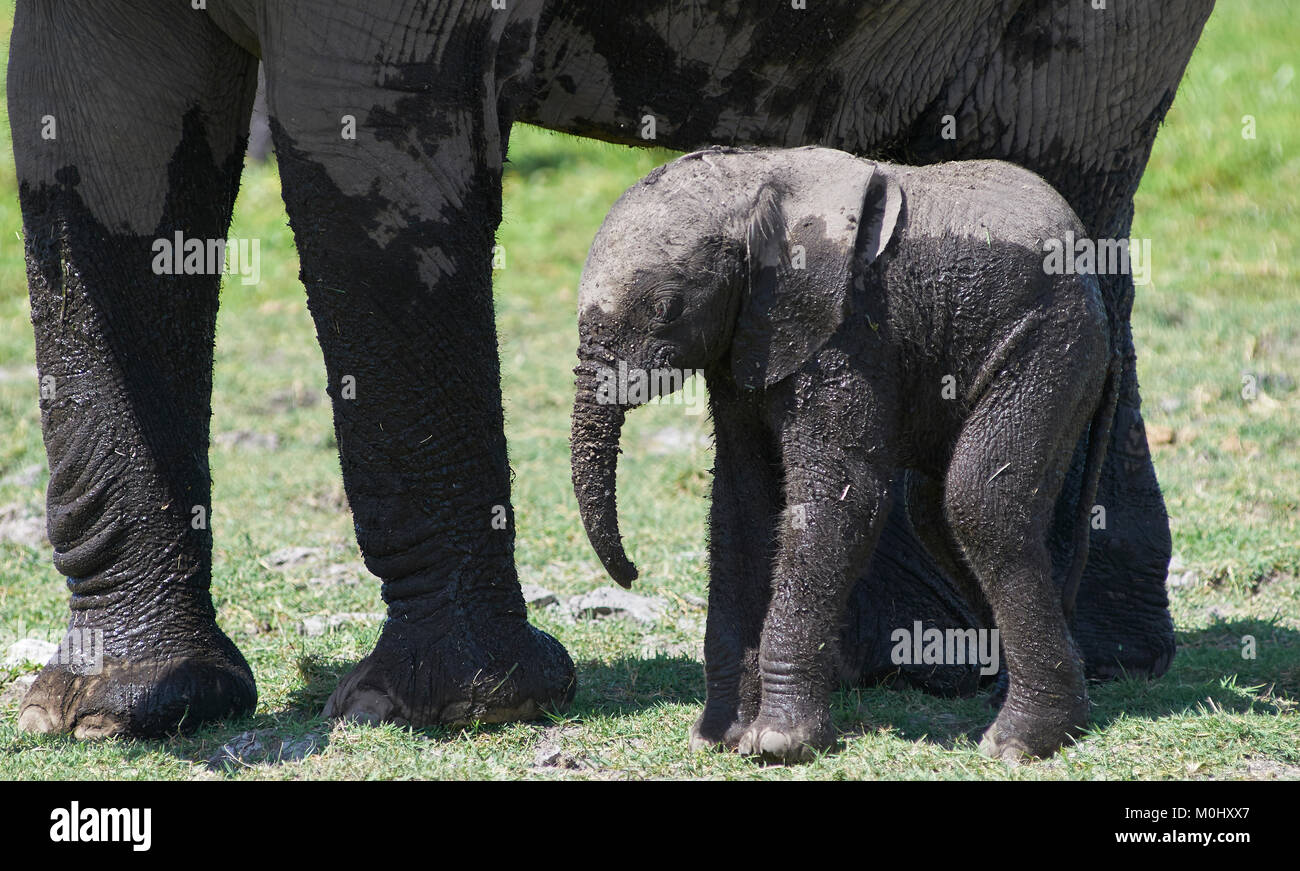 Elephant legs hi-res stock photography and images - Alamy