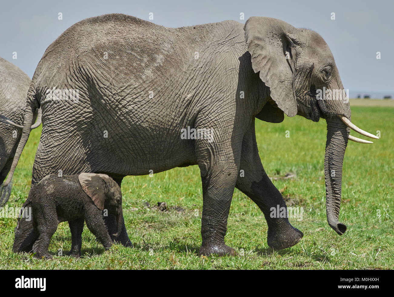 Day old elephant (Loxodonta africana) calf struggling to keep up with ...