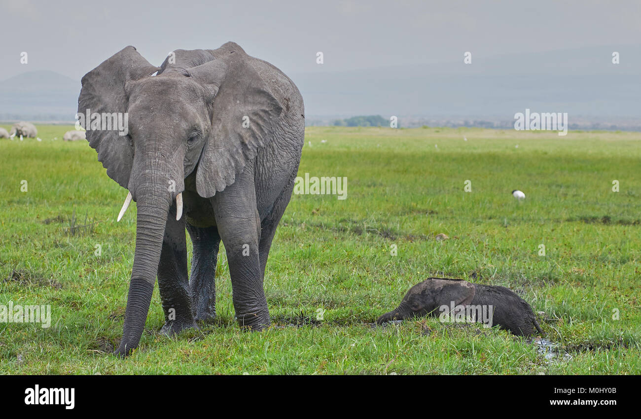 Day old elephant (Loxodonta africana) calf struggling to keep up with ...
