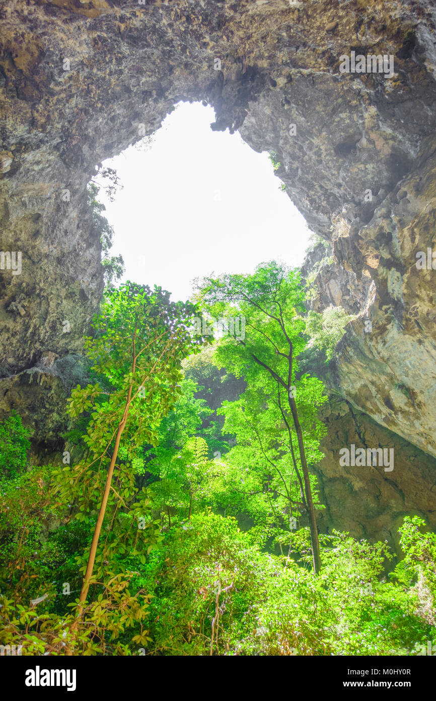 Trees in cave. Nature green trees Stock Photo - Alamy