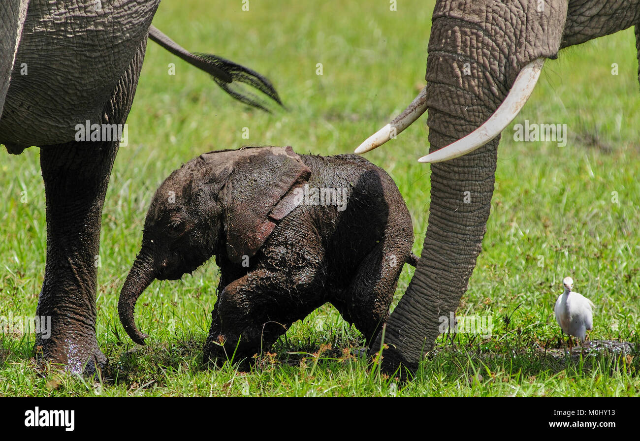 Day old elephant (Loxodonta africana) calf struggling to keep up with ...