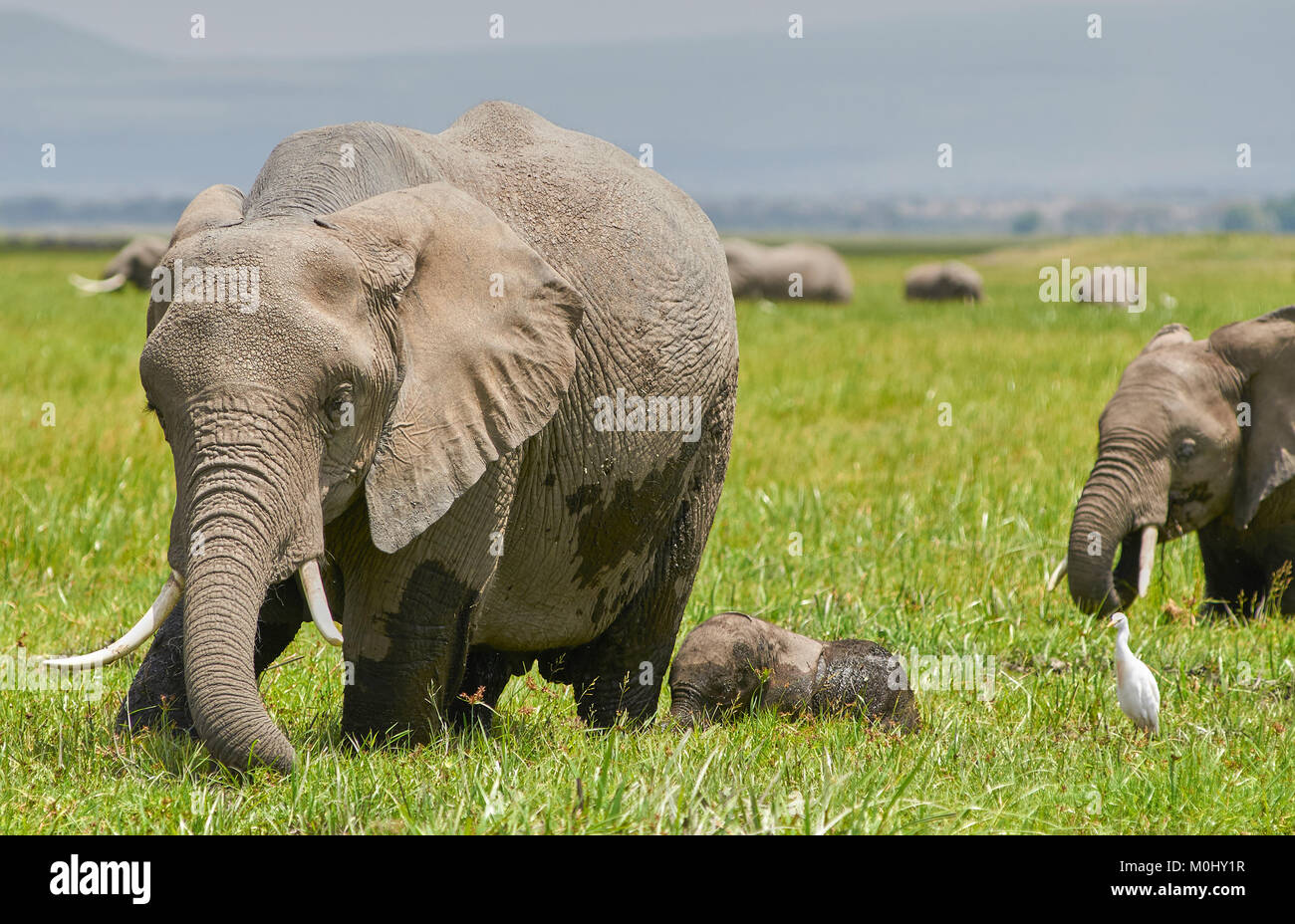 Day old elephant (Loxodonta africana) calf struggling to keep up with ...