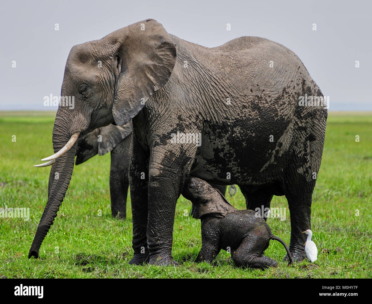 Day old elephant (Loxodonta africana) calf suckling and struggling to ...