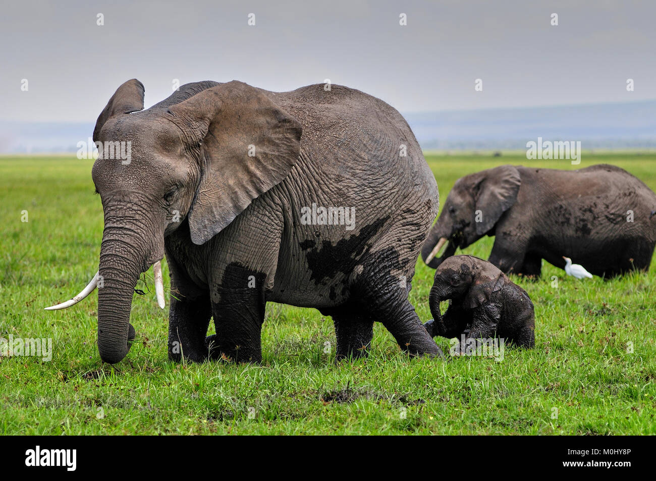 Day old elephant (Loxodonta africana) calf struggling to keep up with ...