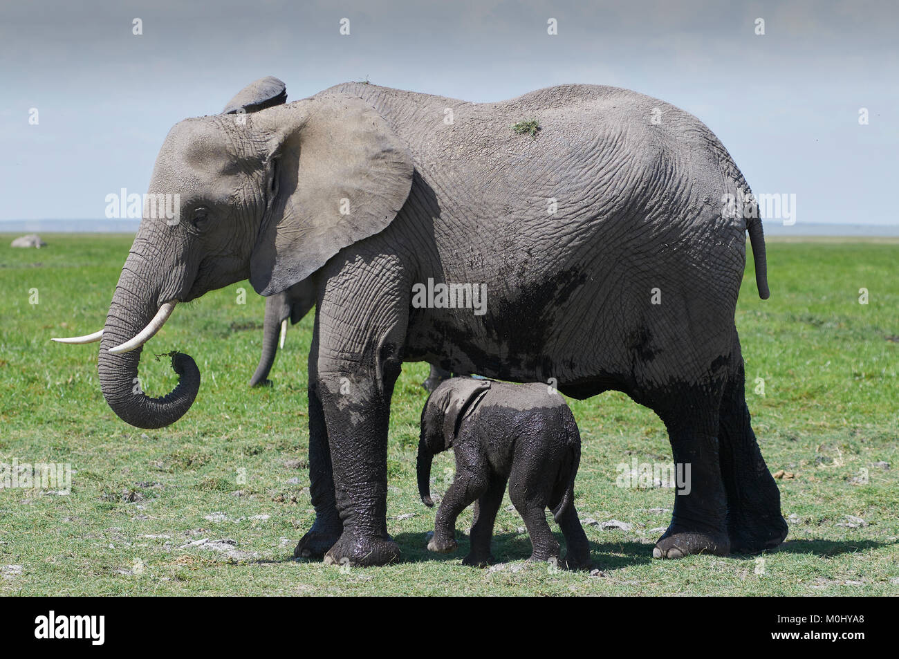 Two Day Old Calf High Resolution Stock Photography and Images - Alamy