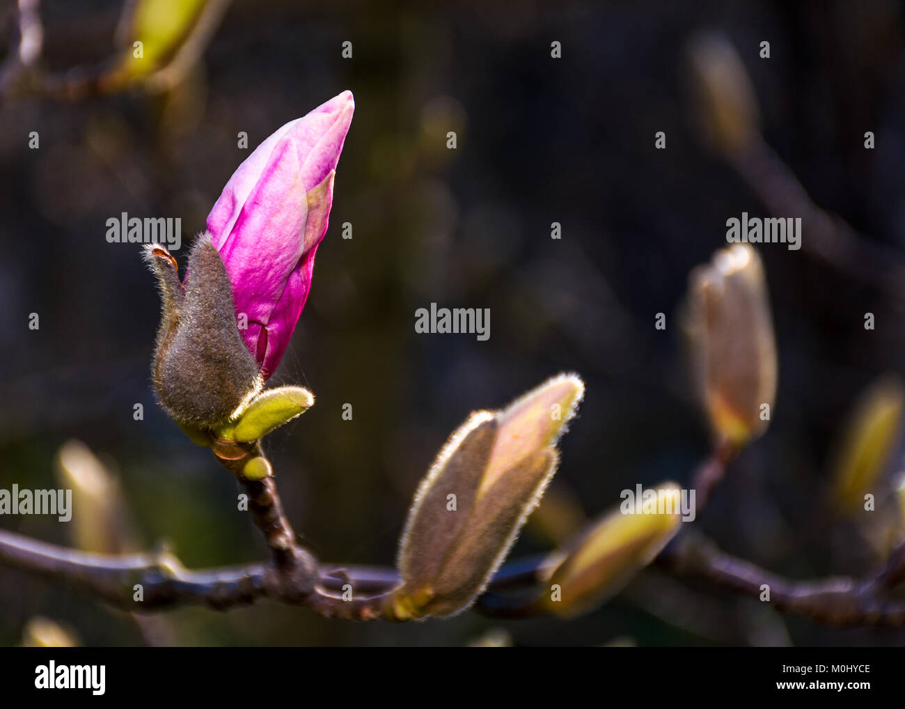 Intimate scenery hi-res stock photography and images - Alamy