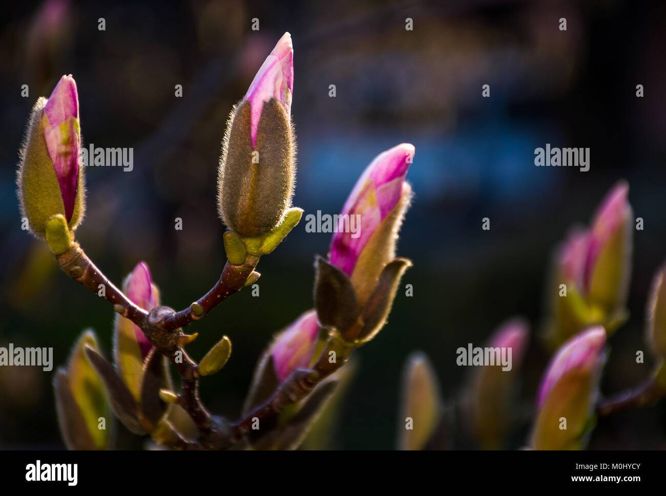Magenta Magnolia flowers on a branch opening in springtime. beautiful ...