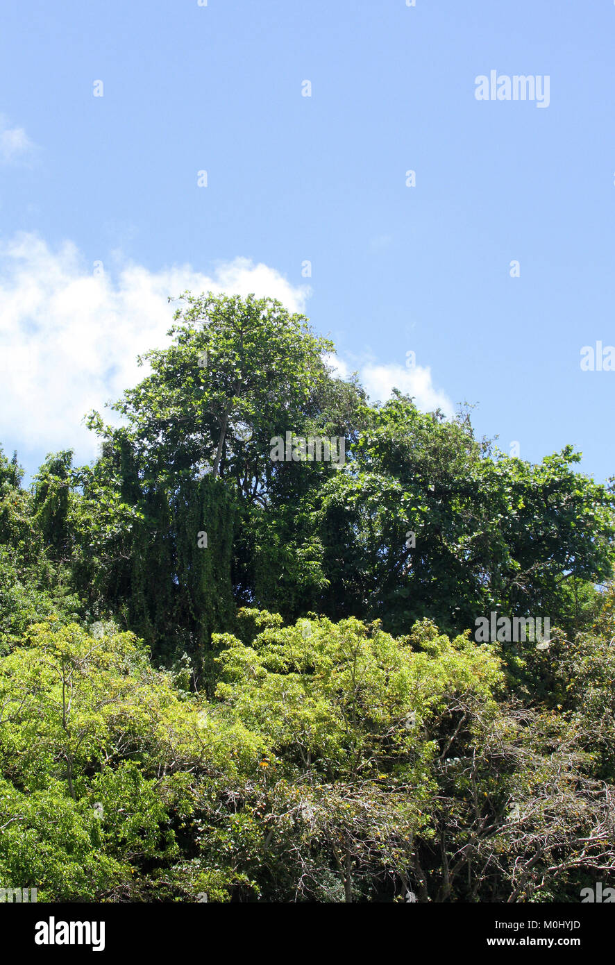 Densely vegetated hi-res stock photography and images - Alamy