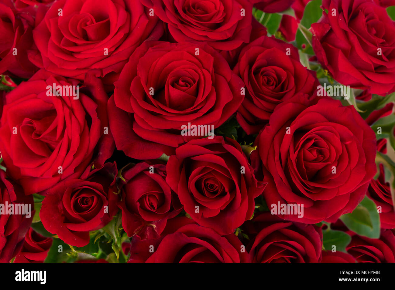 bouquet of dark red roses Stock Photo - Alamy