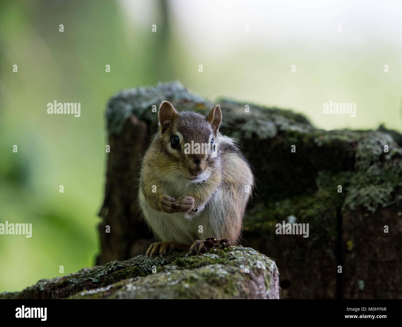 Chipper chipmunk hi-res stock photography and images - Alamy