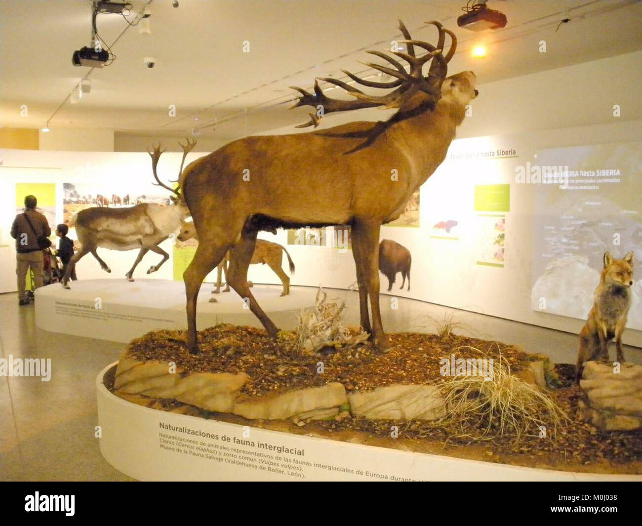 Burgos - Museo de la Evolución Humana (MEH), interiores 19 Stock Photo ...