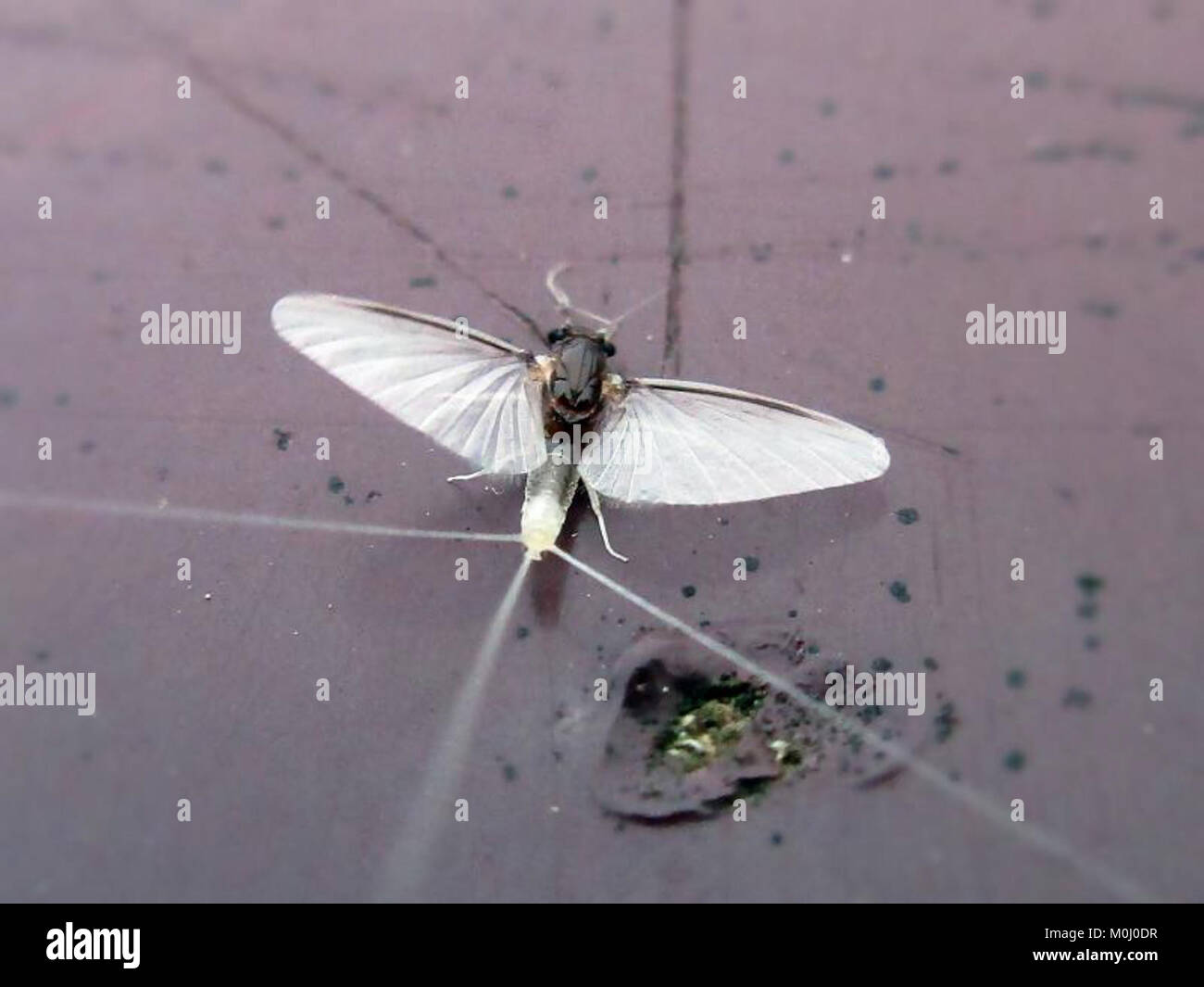 Mayfly anatomy hi-res stock photography and images - Alamy