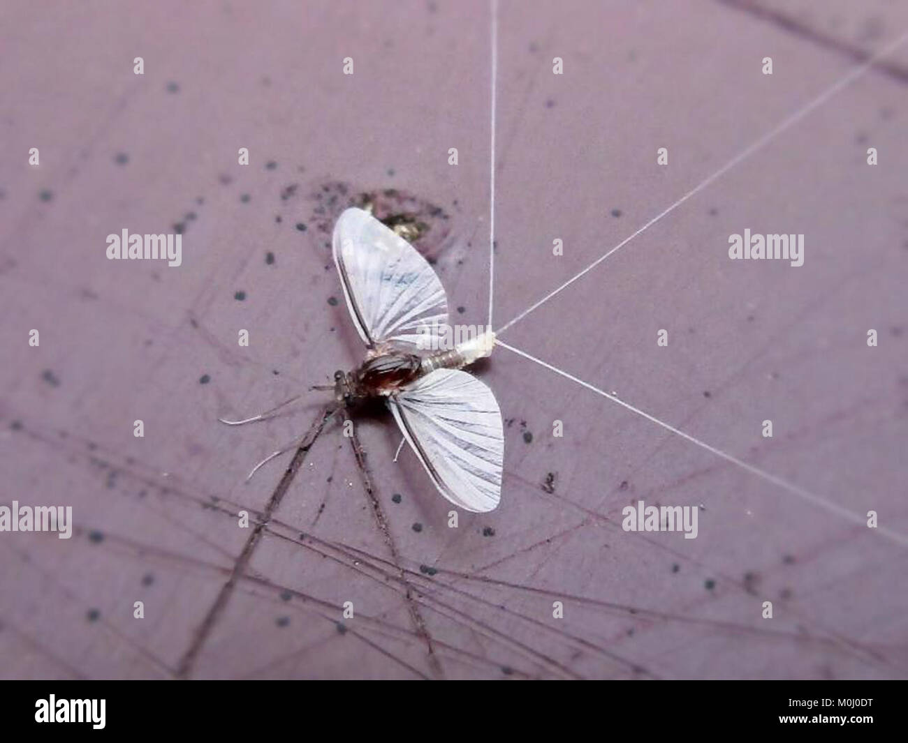 Mayfly anatomy hi-res stock photography and images - Alamy