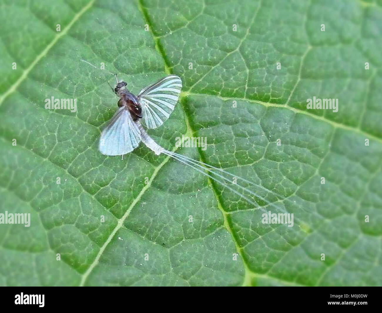 Caenis spec. (Caenoidea sp.), Elst (Gld), the Netherlands - 3 Stock ...