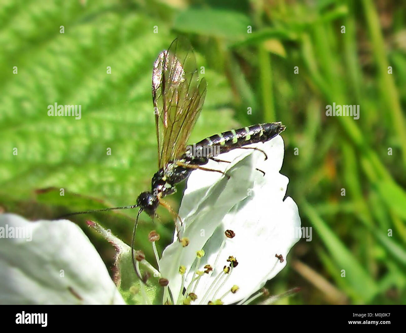 Calameuta filiformis (Cephidae sp.), Arnhem, the Netherlands - 3 Stock ...