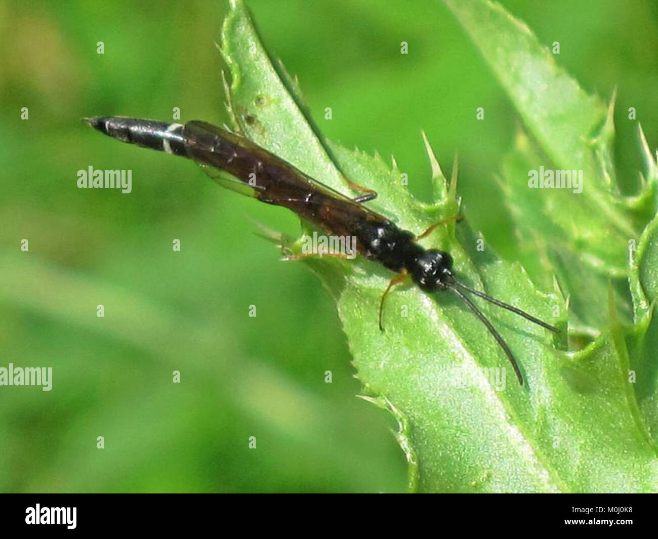 Calameuta filiformis (Cephidae sp.) female, Arnhem, the Netherlands ...
