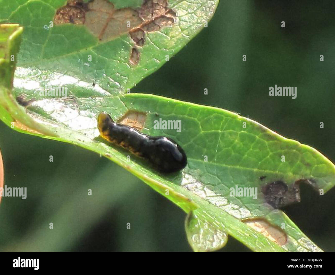 Caliroa cerasi (Pear slug) larva, Arnhem, the Netherlands Stock Photo ...