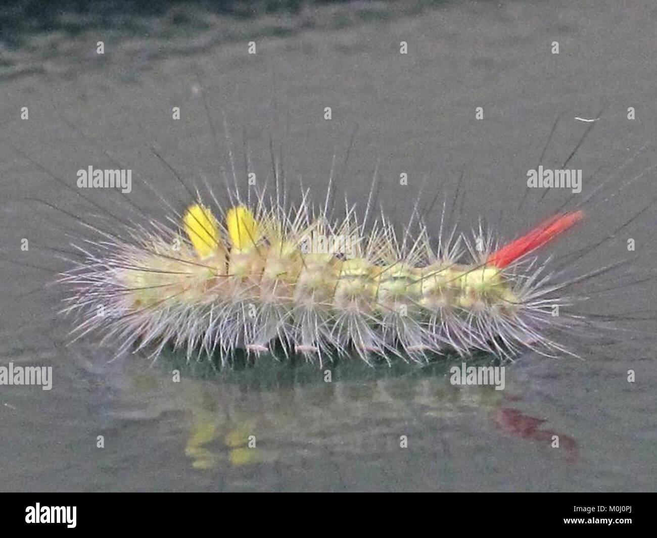 A photograph of the Calliteara pudibunda caterpillar, also known as the ...