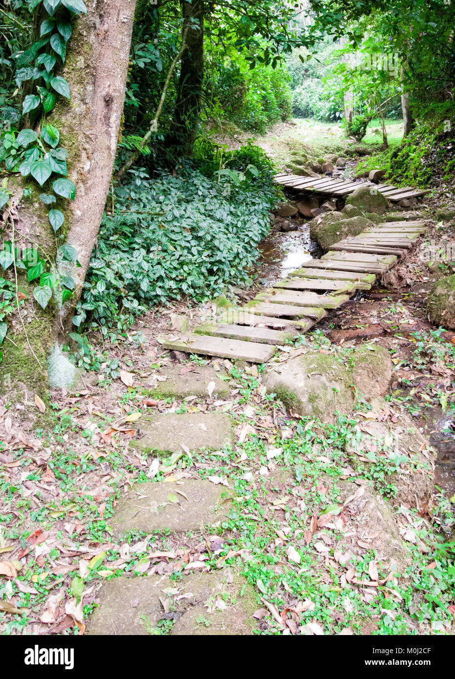Pathway with wooden walking bridge in the forest Stock Photo - Alamy