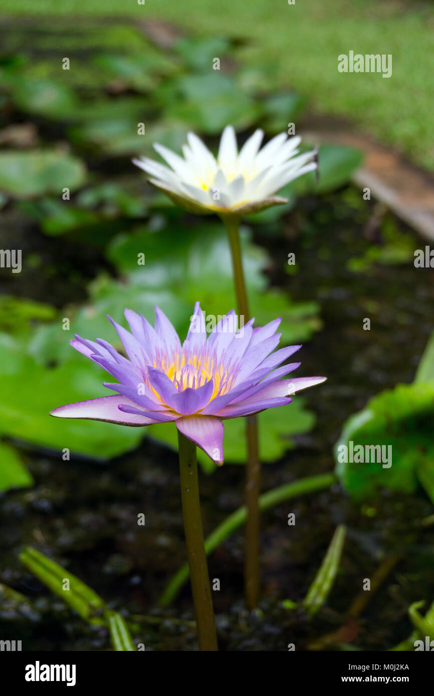 Lotus images hi-res stock photography and images - Alamy