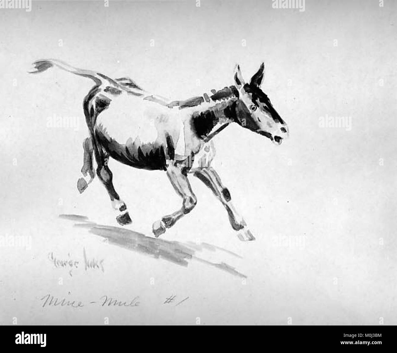 Mine mule hi-res stock photography and images - Alamy
