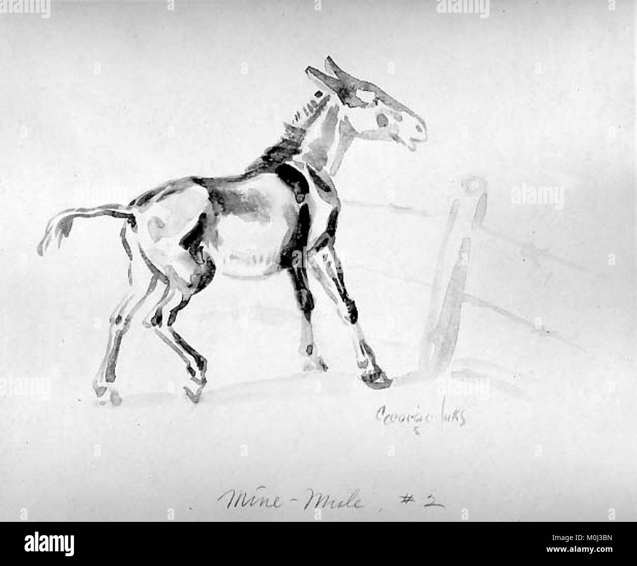 Mining mule Black and White Stock Photos & Images - Alamy