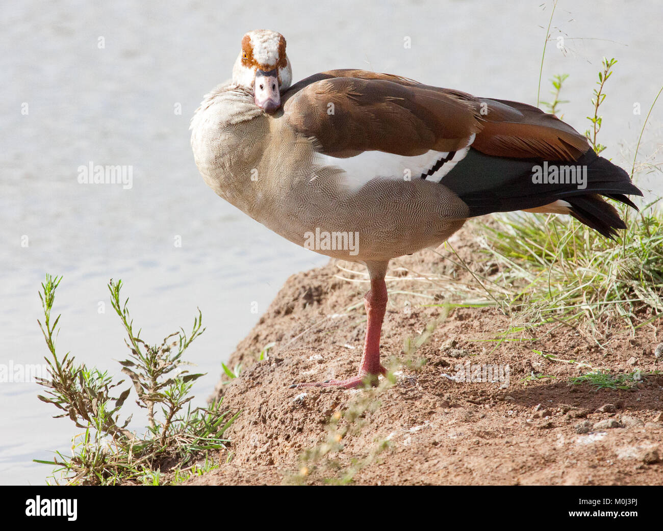 Egyptian goose (Alopochen aegyptiaca) standing on river bank with head ...
