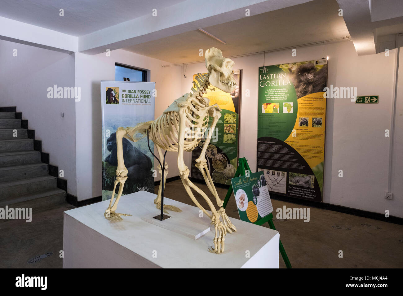 Rwanda, Ruhengeri, Musanze, The Dian Fossey Gorilla Fund Stock Photo ...