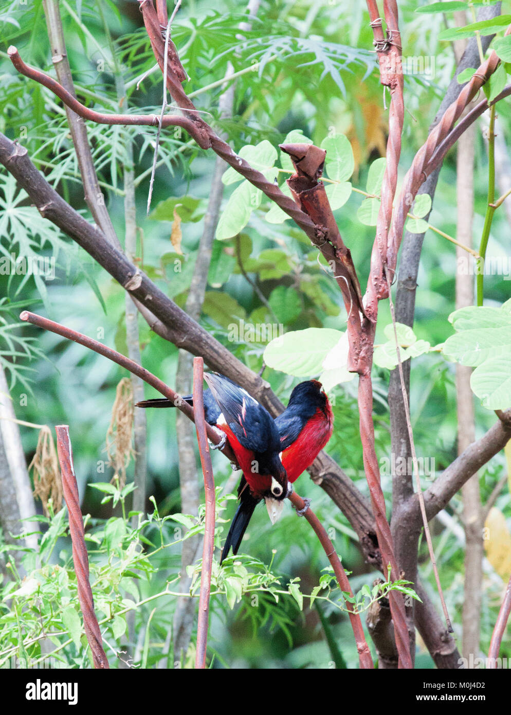 Two double-toothed barbets (Lybius bidentatus) in a tree Stock Photo ...