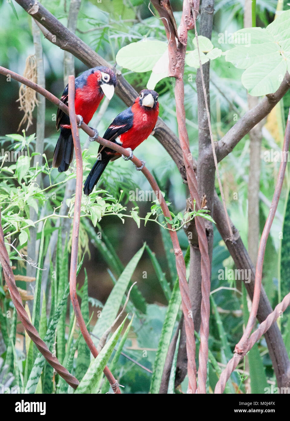 Two double-toothed barbets (Lybius bidentatus) in a tree Stock Photo ...