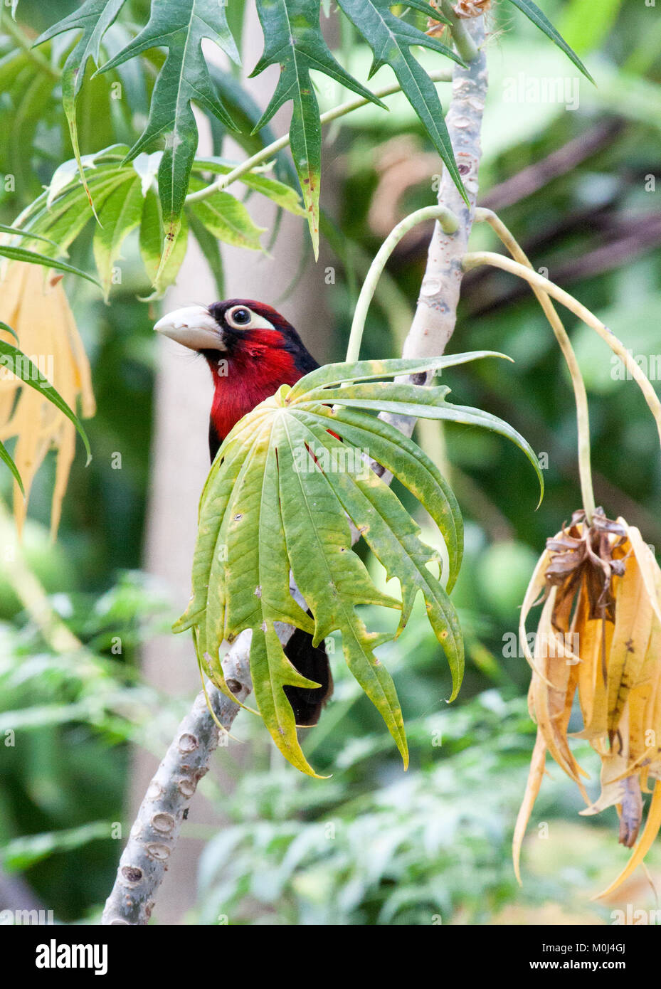 Double-toothed barbet (Lybius bidentatus) peering out from behind a ...
