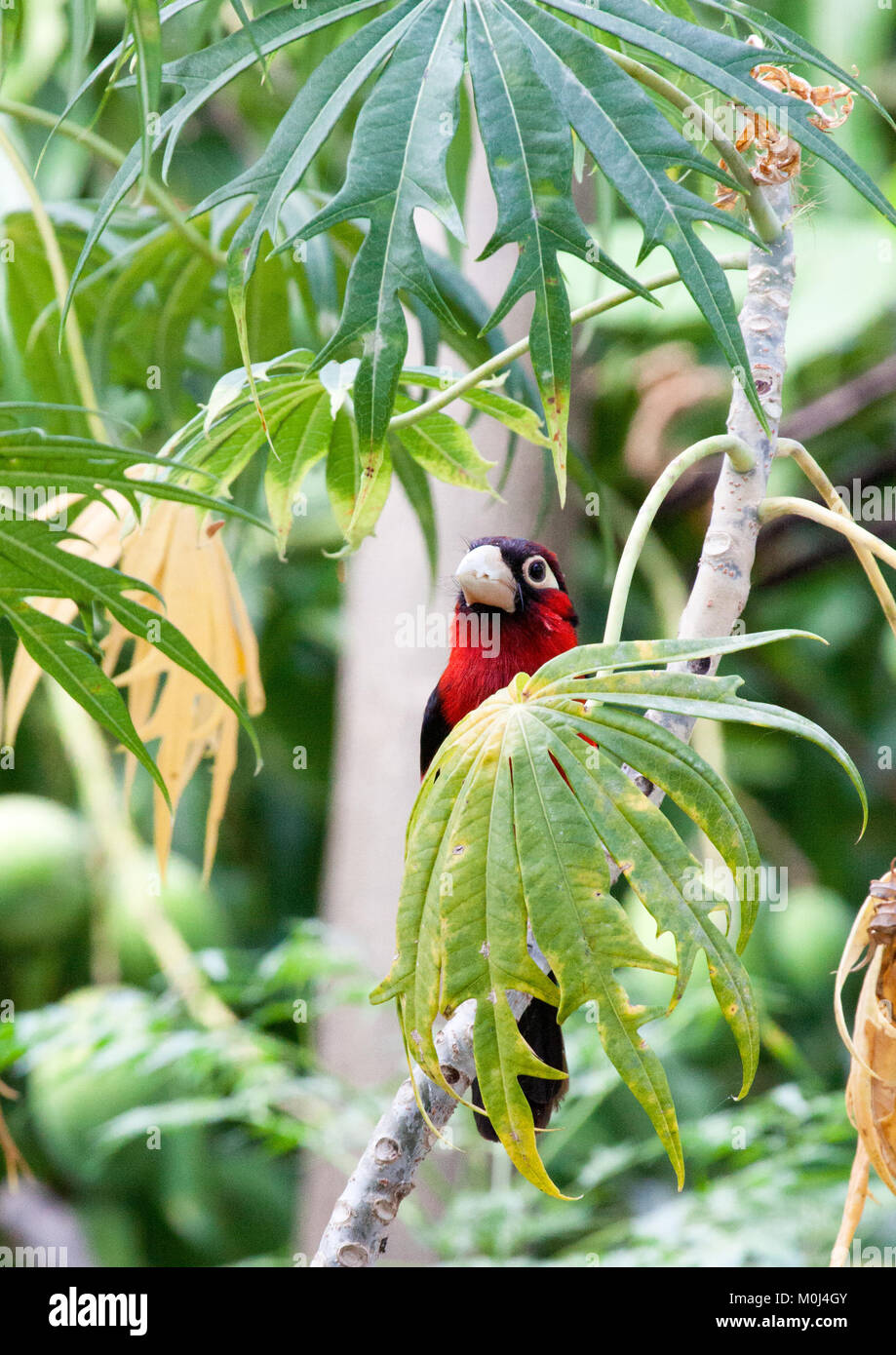 Double-toothed barbet (Lybius bidentatus) peering out from behind a ...