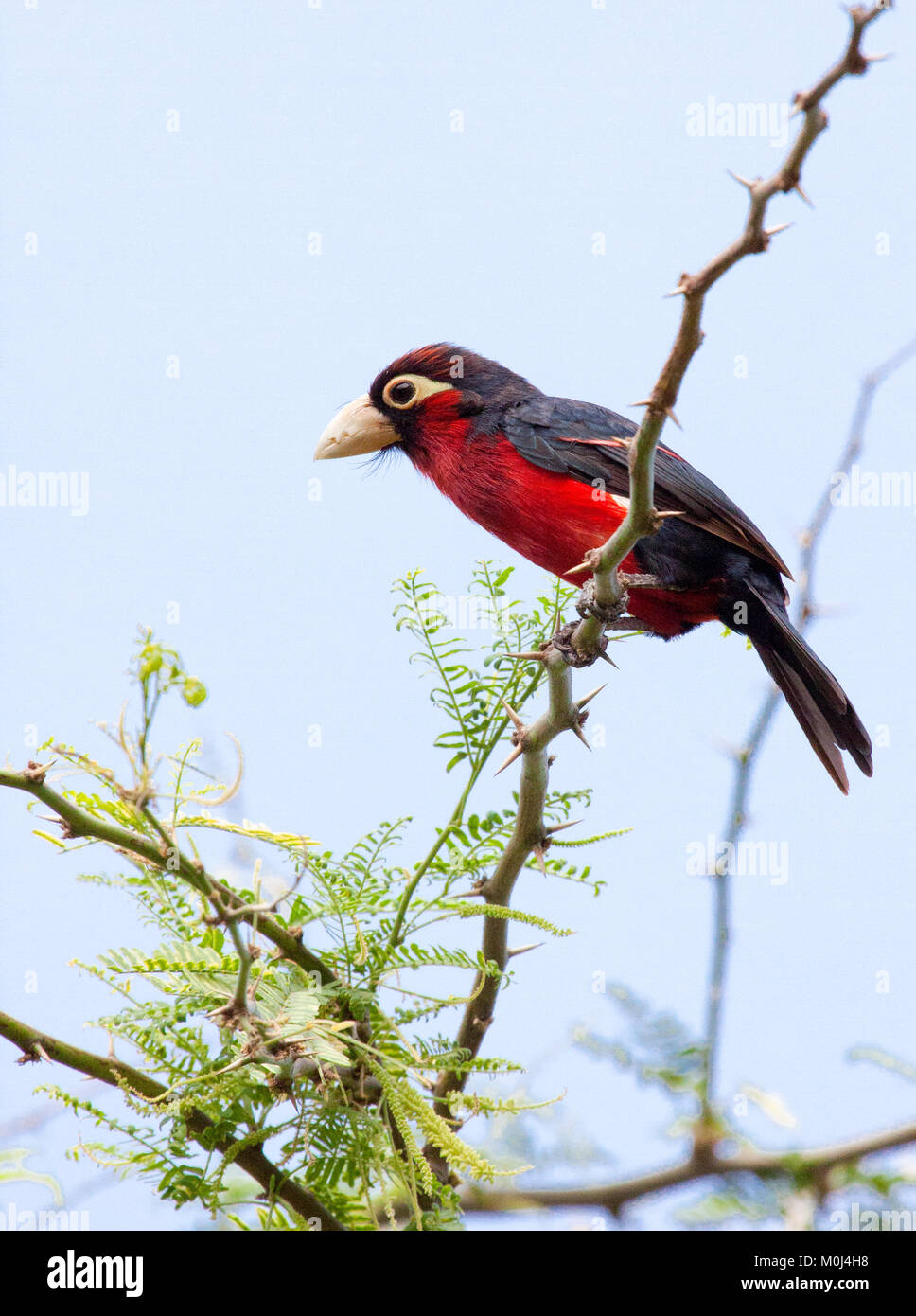 Double-toothed barbet (Lybius bidentatus) perched on thorny acacia tree ...