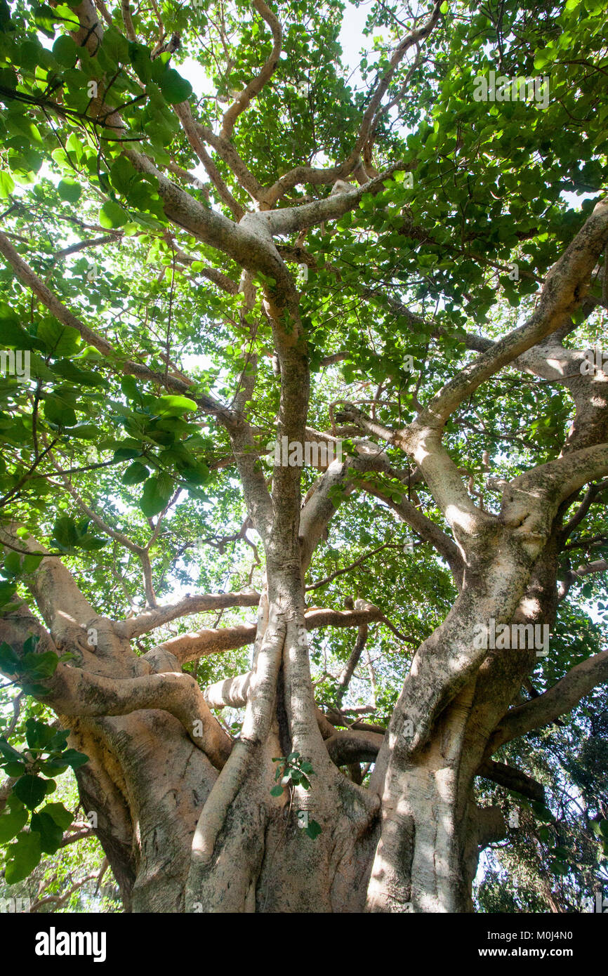Oak tree trunk hi-res stock photography and images - Alamy