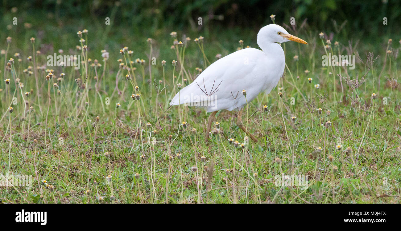 Yellow-billed or intermediate egret (Egretta intermedia) walking in ...