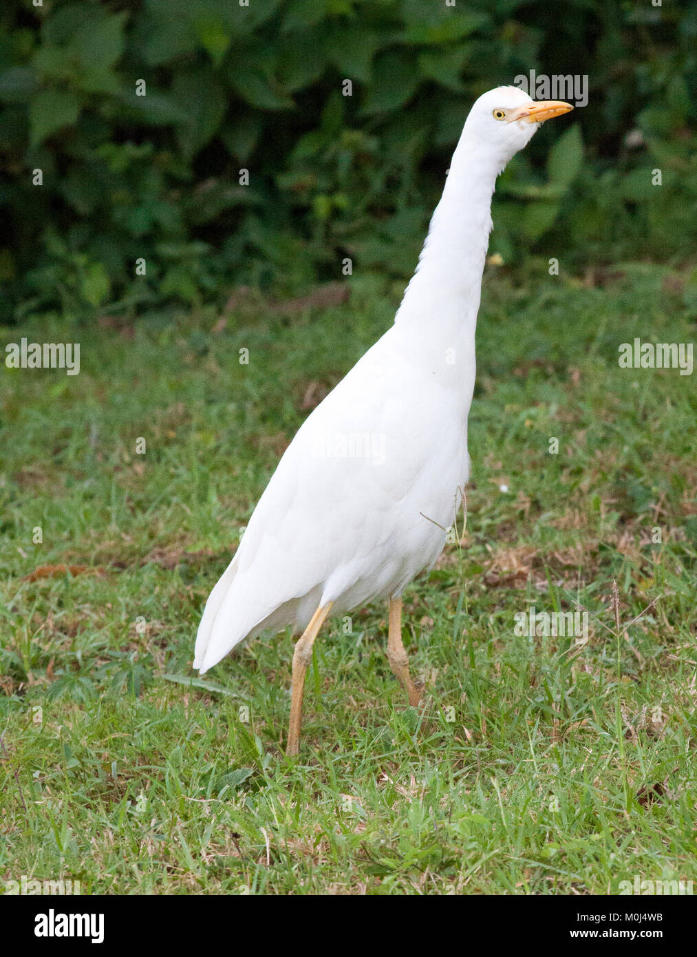 Yellow-billed or intermediate egret (Egretta intermedia) standing tall ...