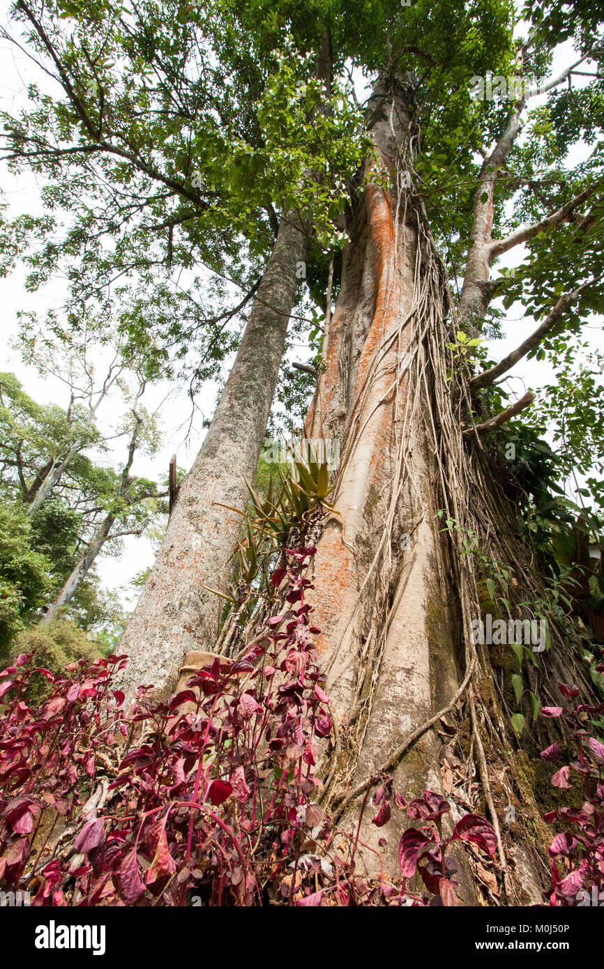 Vine tree branches hi-res stock photography and images - Alamy