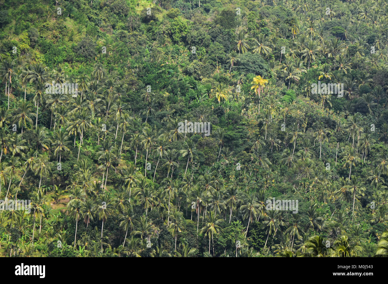 Beautiful coconut forest in Karangasem, Bali Stock Photo - Alamy
