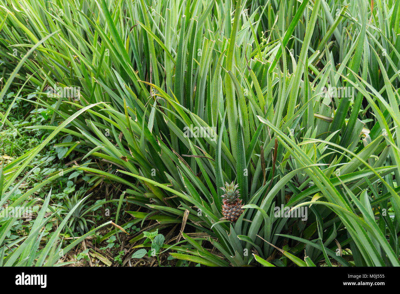 Pineapple plantation thailand hi-res stock photography and images - Alamy