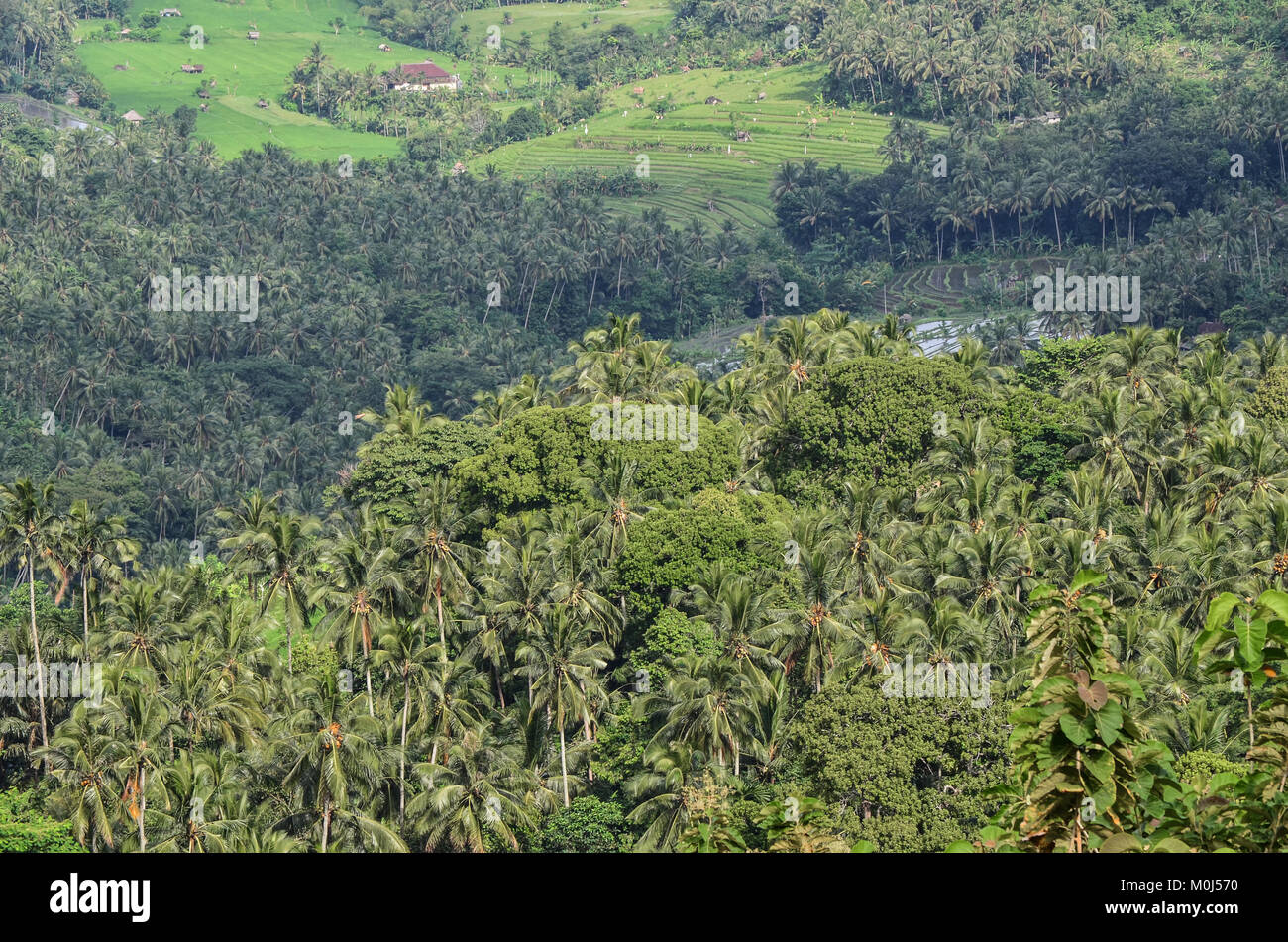 Beautiful coconut forest in Karangasem, Bali Stock Photo - Alamy